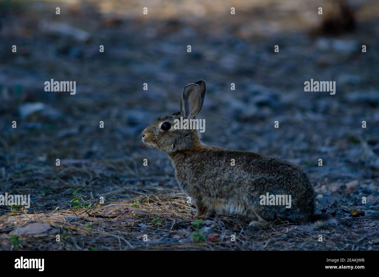 European rabbit Oryctolagus cuniculus in the Integral Natural Reserve ...