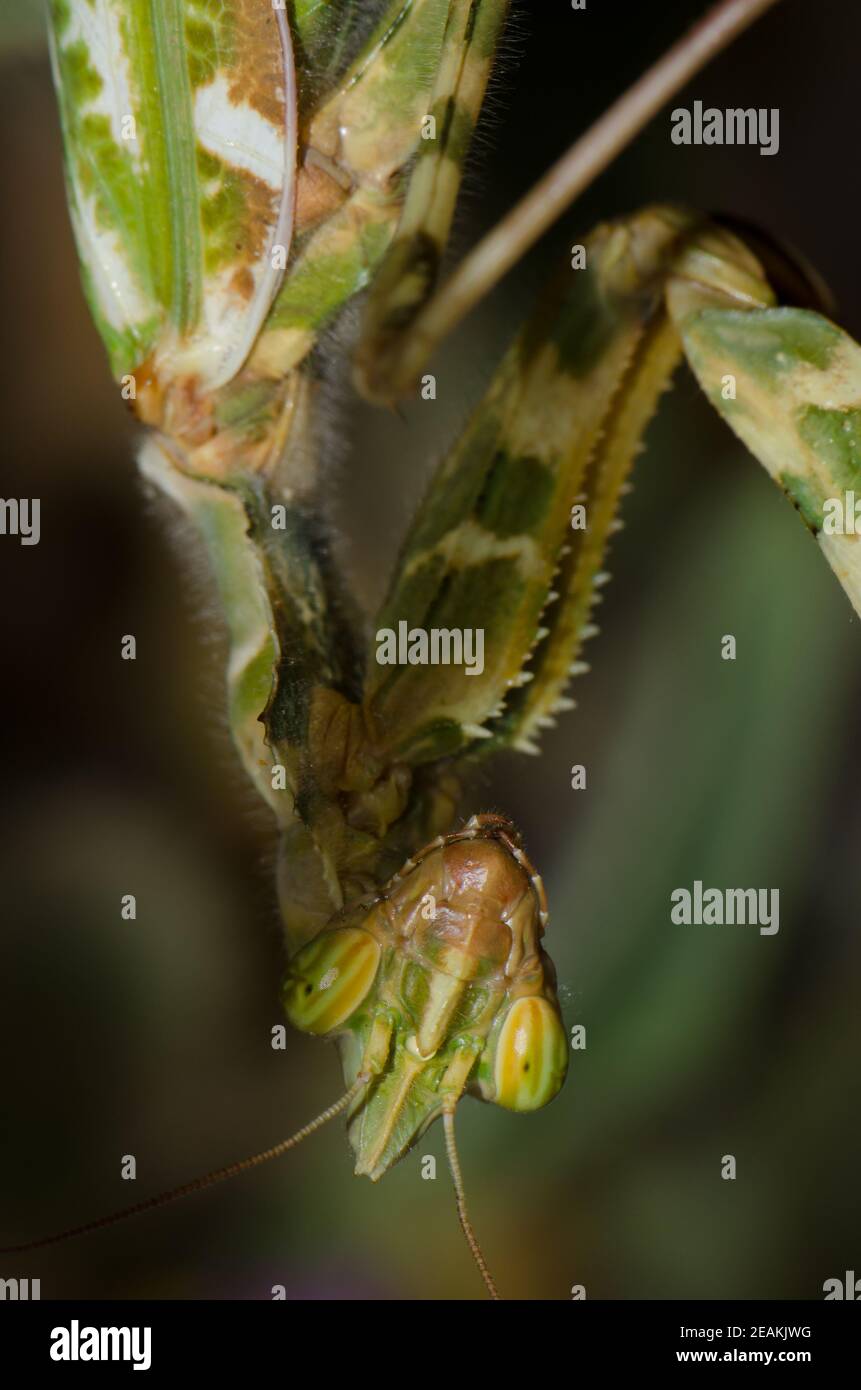 Animal mimicry mantis hi-res stock photography and images - Alamy
