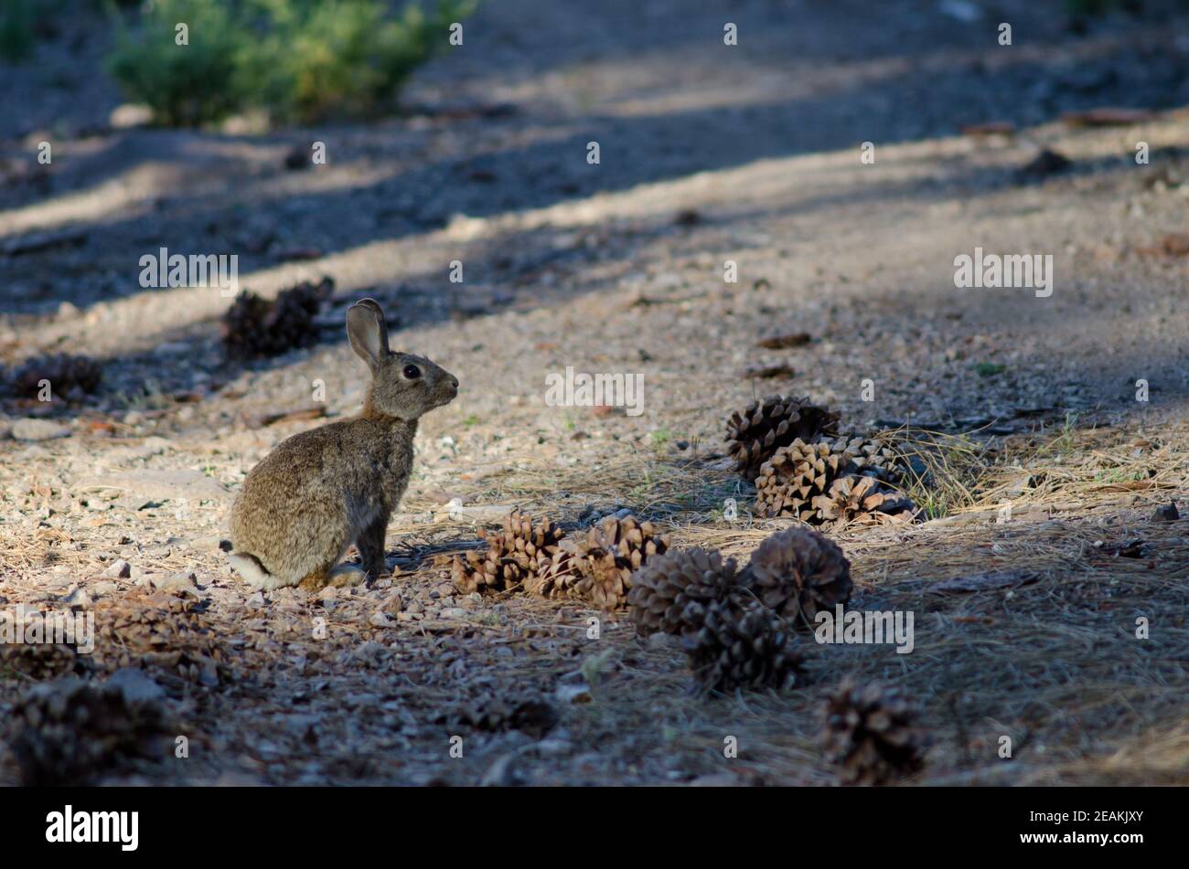 European rabbit Oryctolagus cuniculus in the Integral Natural Reserve ...