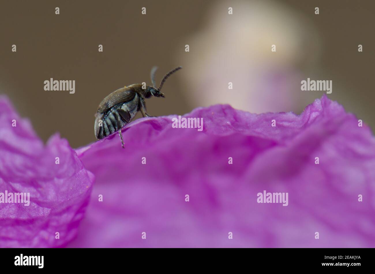 Fauna beetle beetles biodiversity hi-res stock photography and images ...