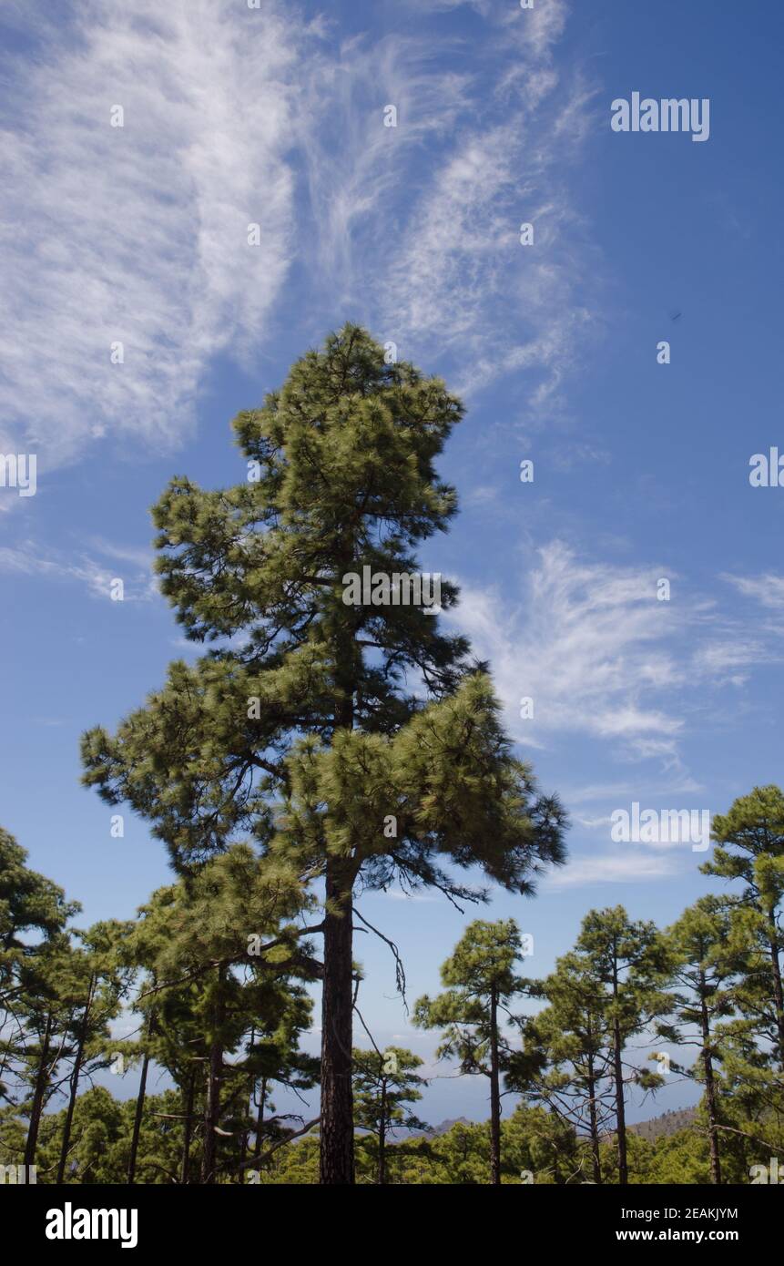 Forest of Canary Island pine Pinus canariensis Stock Photo - Alamy