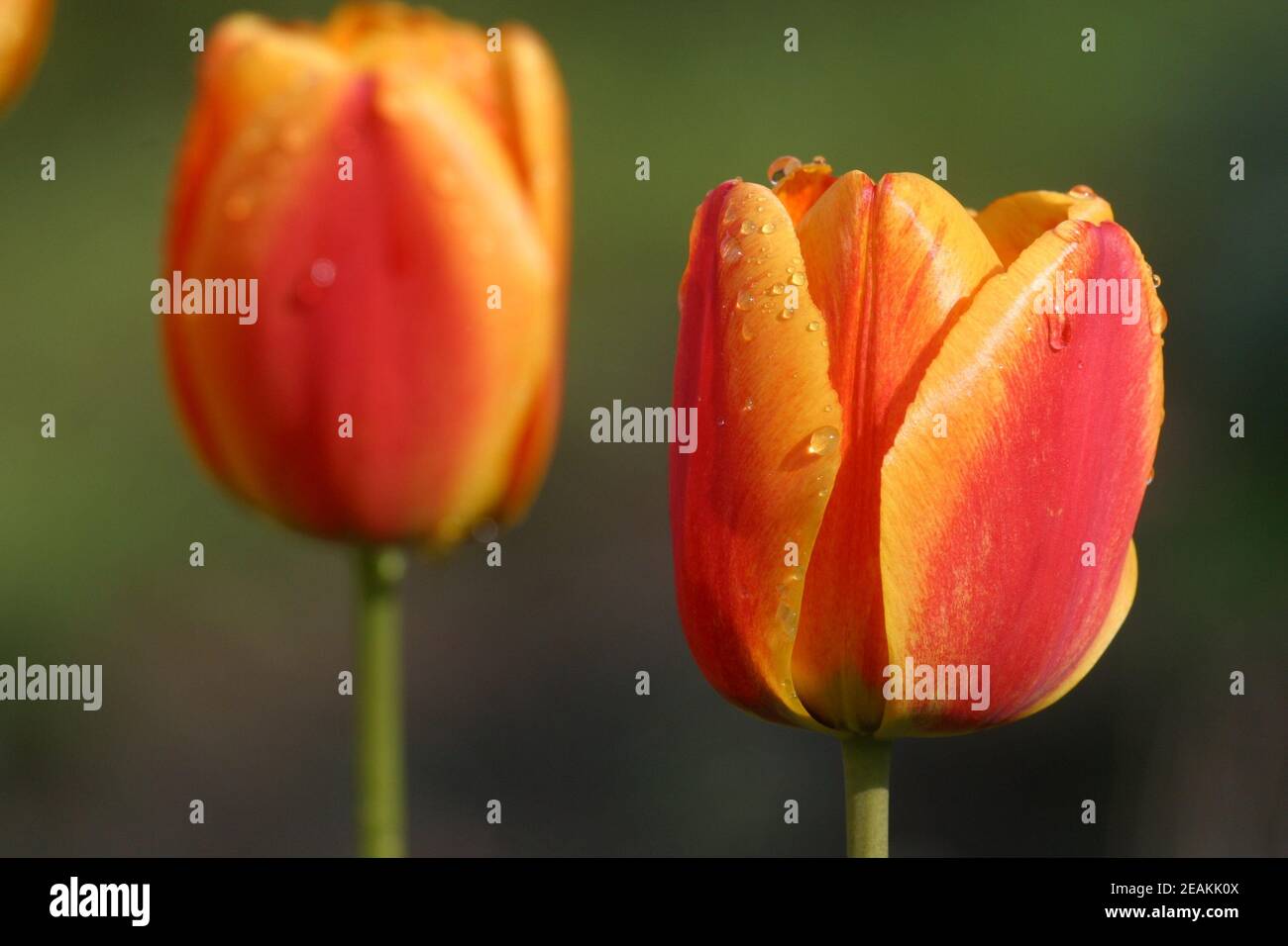 Tulips in full bloom Stock Photo - Alamy