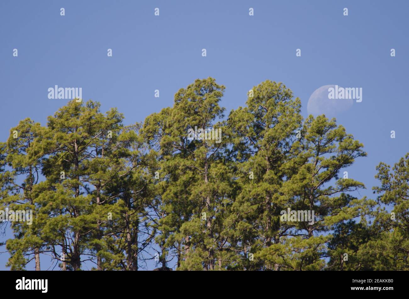 Moon pine tree forest sky hi-res stock photography and images - Alamy
