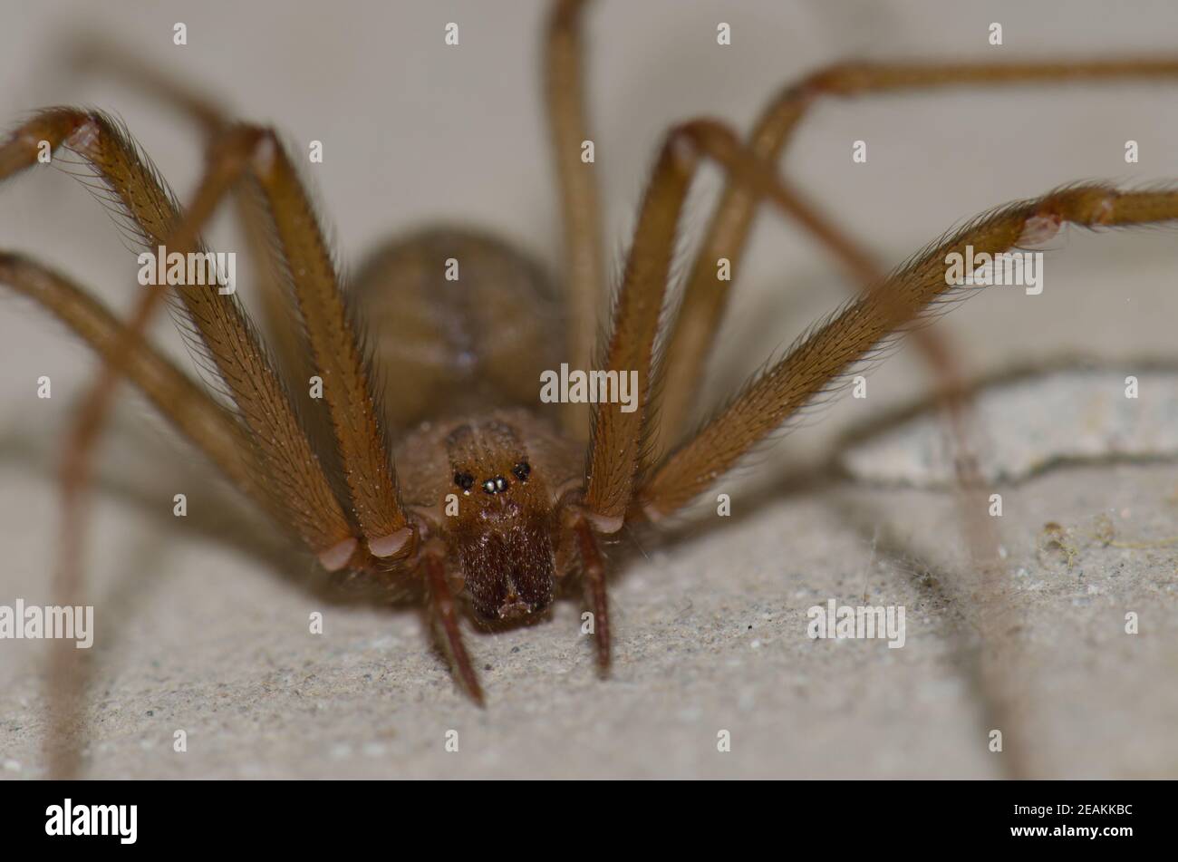 Recluse spider hi-res stock photography and images - Alamy
