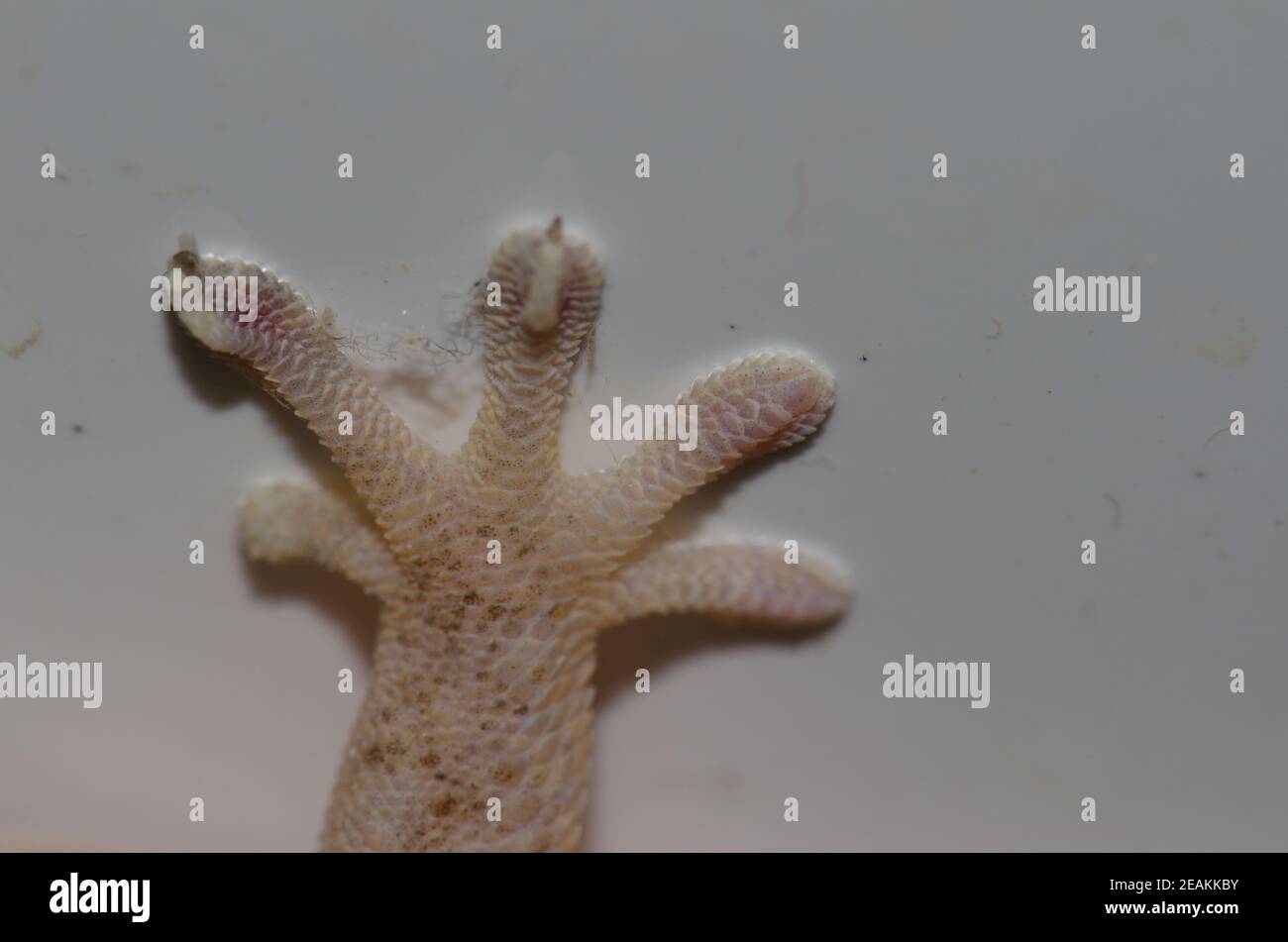 Geckos Leg High Resolution Stock Photography and Images - Alamy