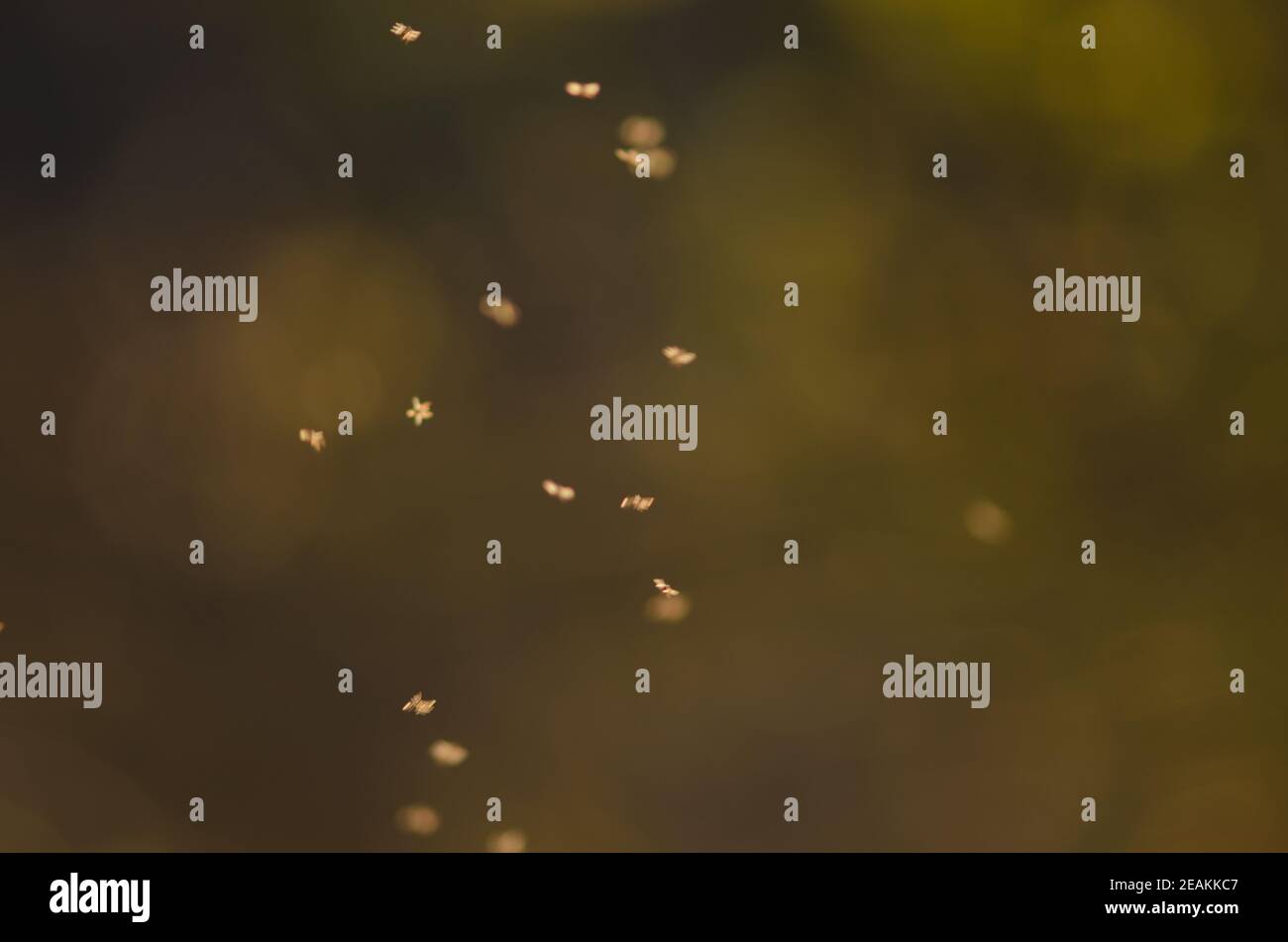 Group of flies flying in the Integral Natural Reserve of Inagua Stock ...