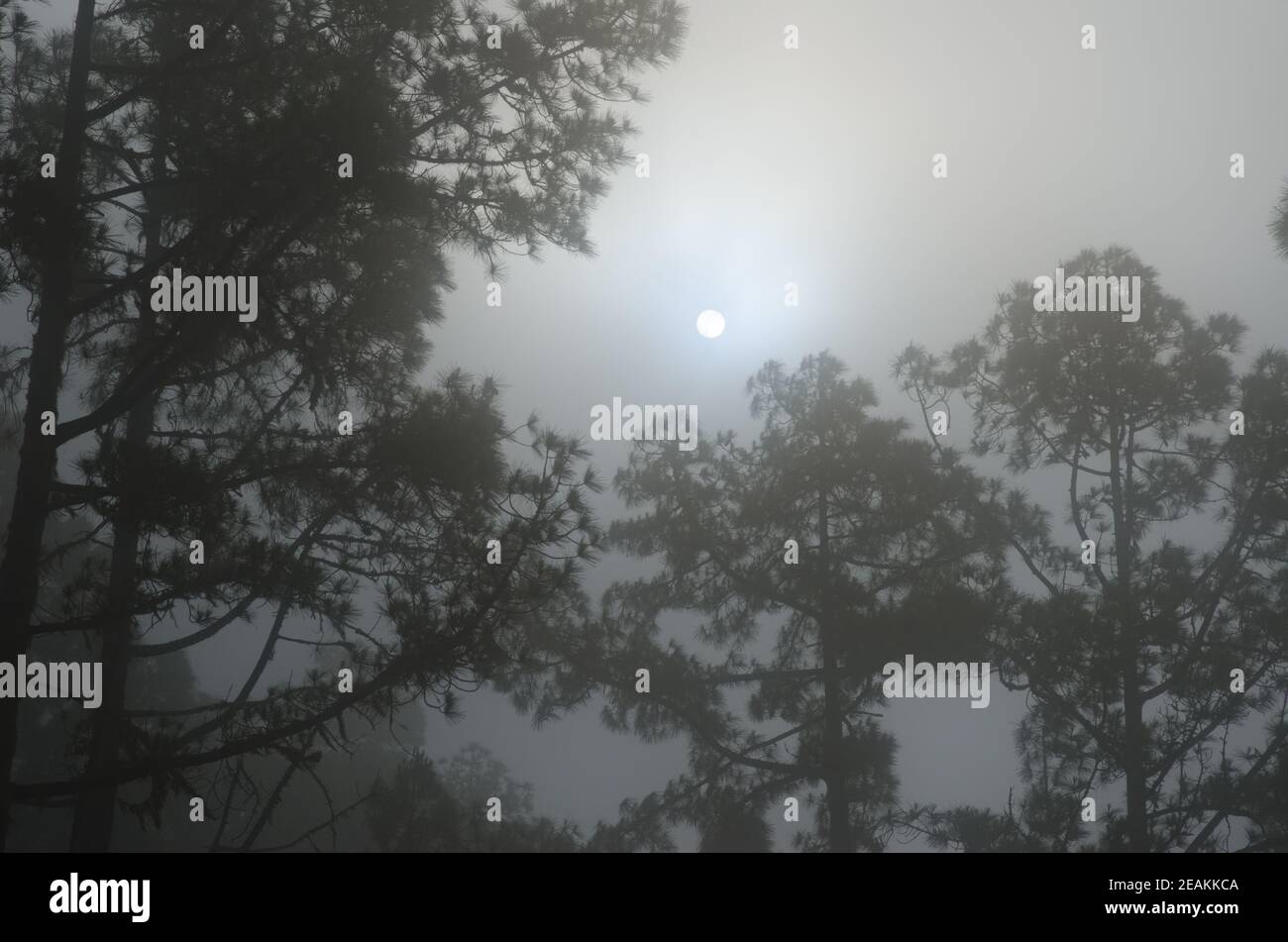 Sun through the fog over a forest of Canary Island pine Stock Photo - Alamy