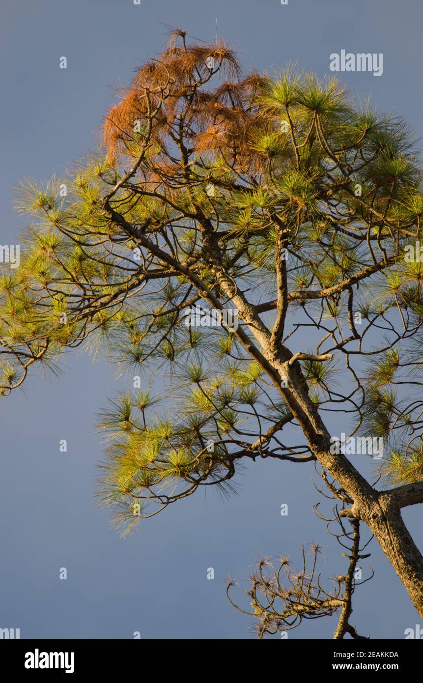 Canary Island pine Pinus canariensis in the Alsandara mountain Stock ...
