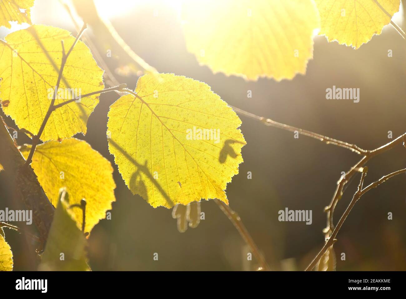Yellow backlit hi-res stock photography and images - Alamy