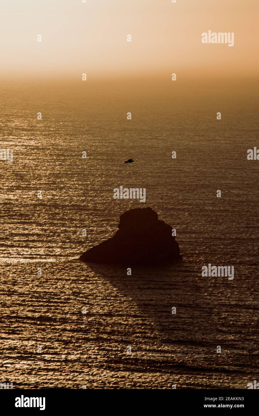 Seagull flying over the ocean during a sunset Stock Photo - Alamy
