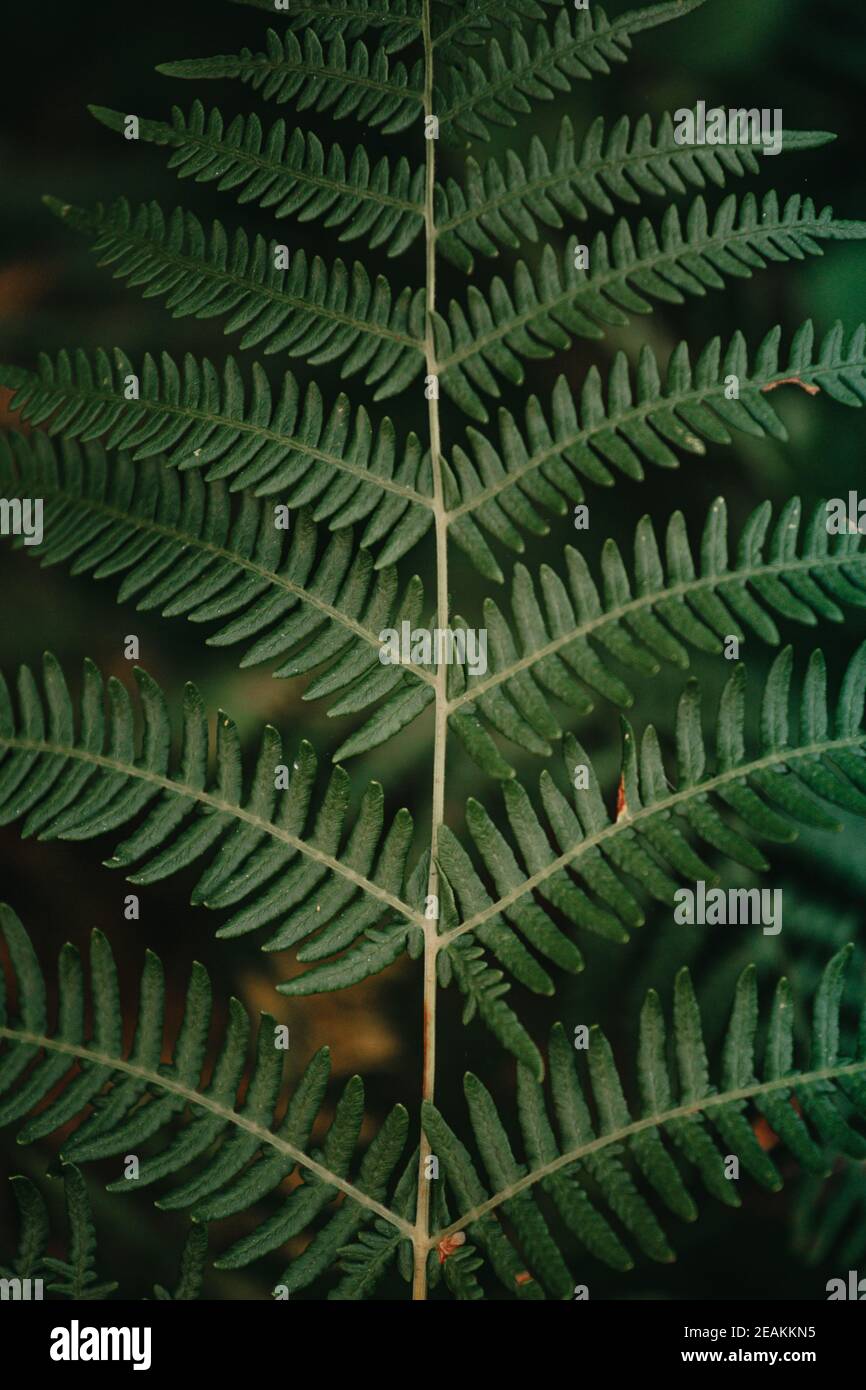 A close up of a fern from above Stock Photo - Alamy