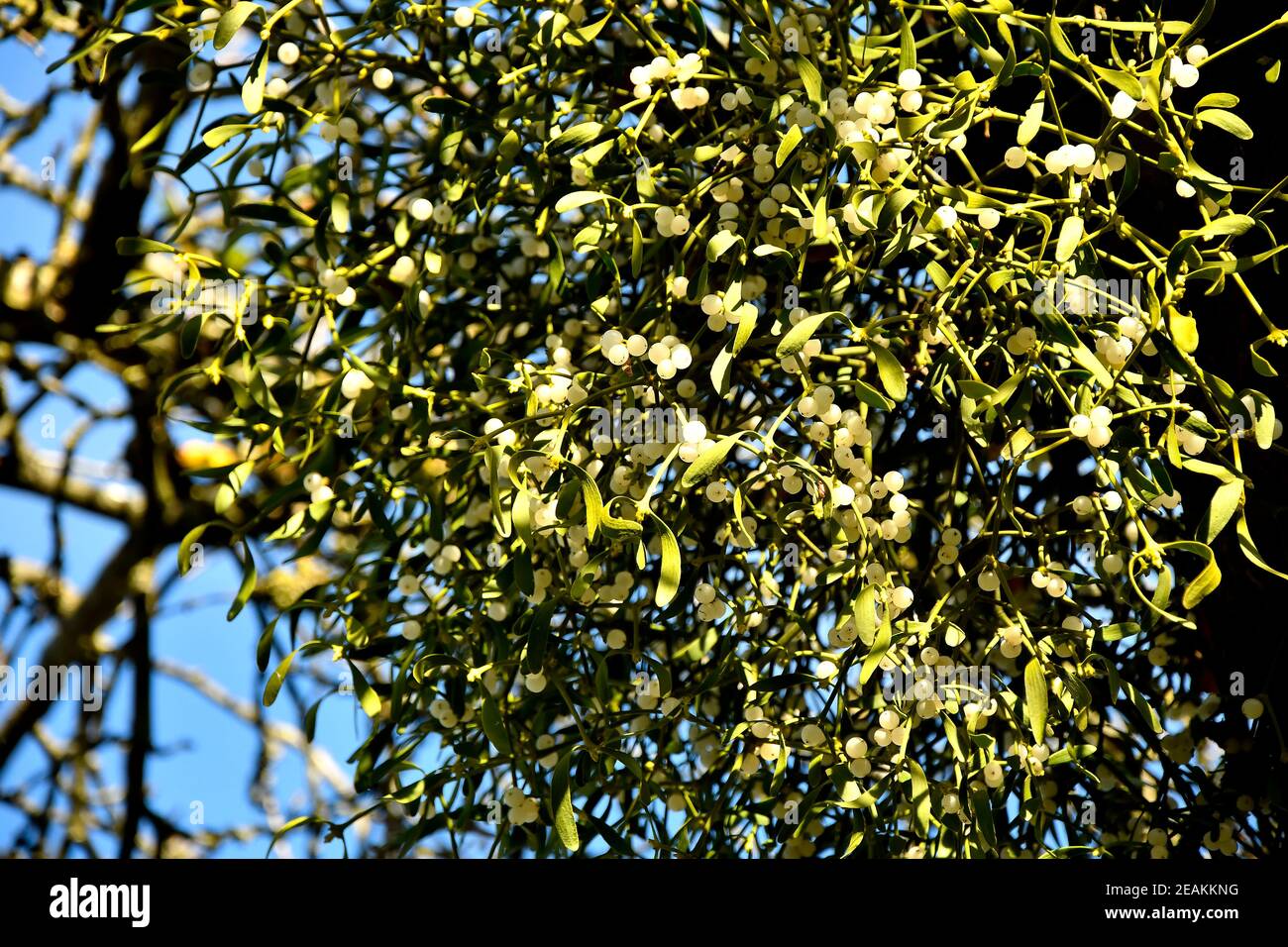 Tree parasite hi-res stock photography and images - Alamy