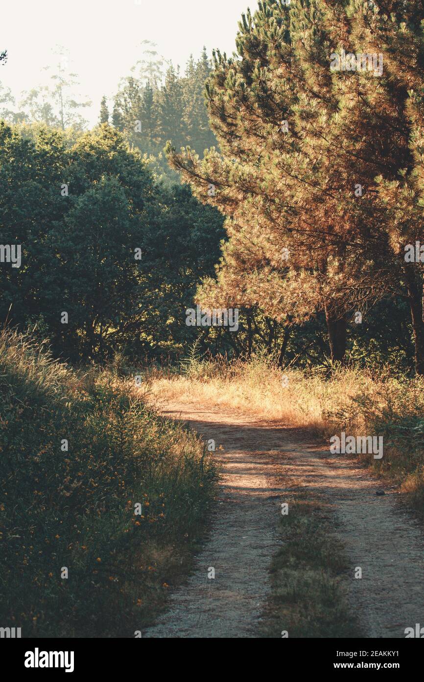 Magic forest bright sunshine hi-res stock photography and images - Alamy