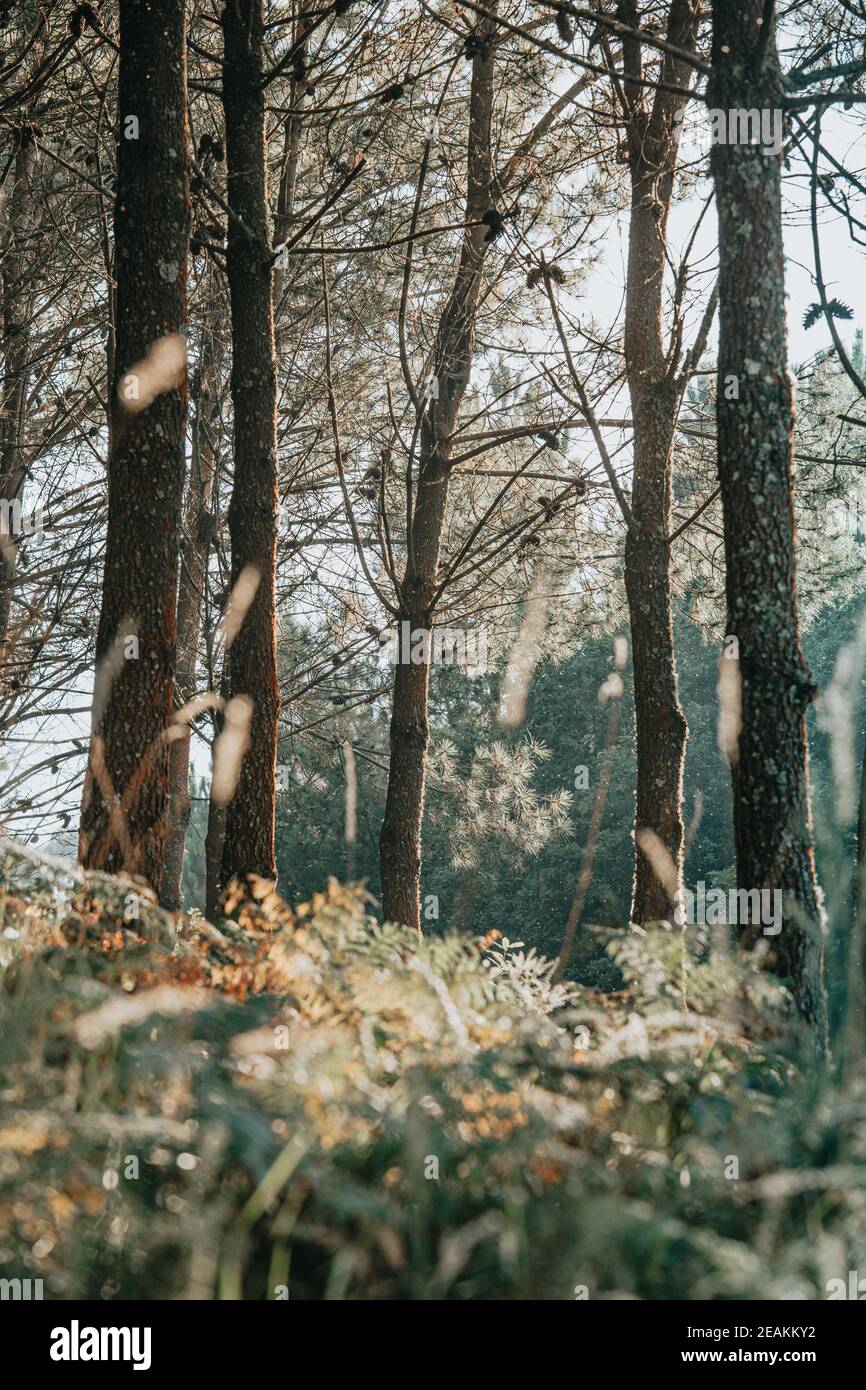 A close up of the trees on the forest Stock Photo - Alamy