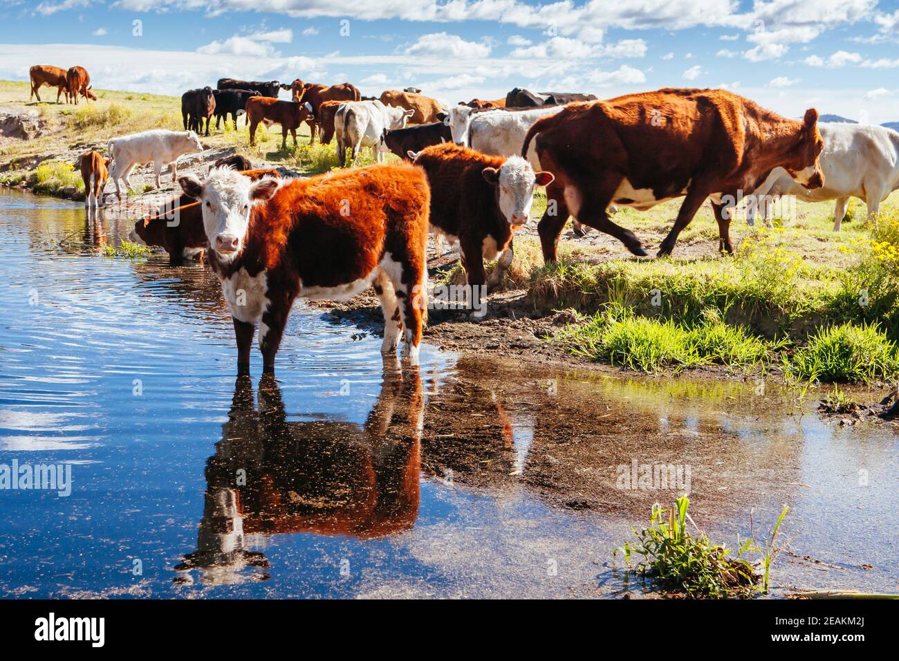 Grazing Cows in the Australian Outback Stock Photo - Alamy