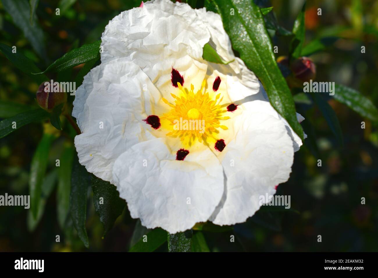Laudanum Cistus Ladanifer High Resolution Stock Photography and Images ...