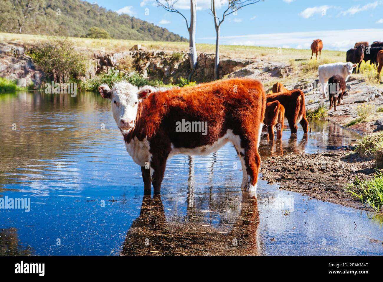 Grazing Cows in the Australian Outback Stock Photo - Alamy