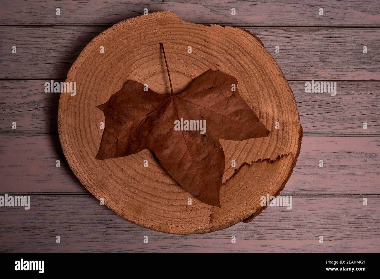 Diagonal fallen tree hi-res stock photography and images - Alamy