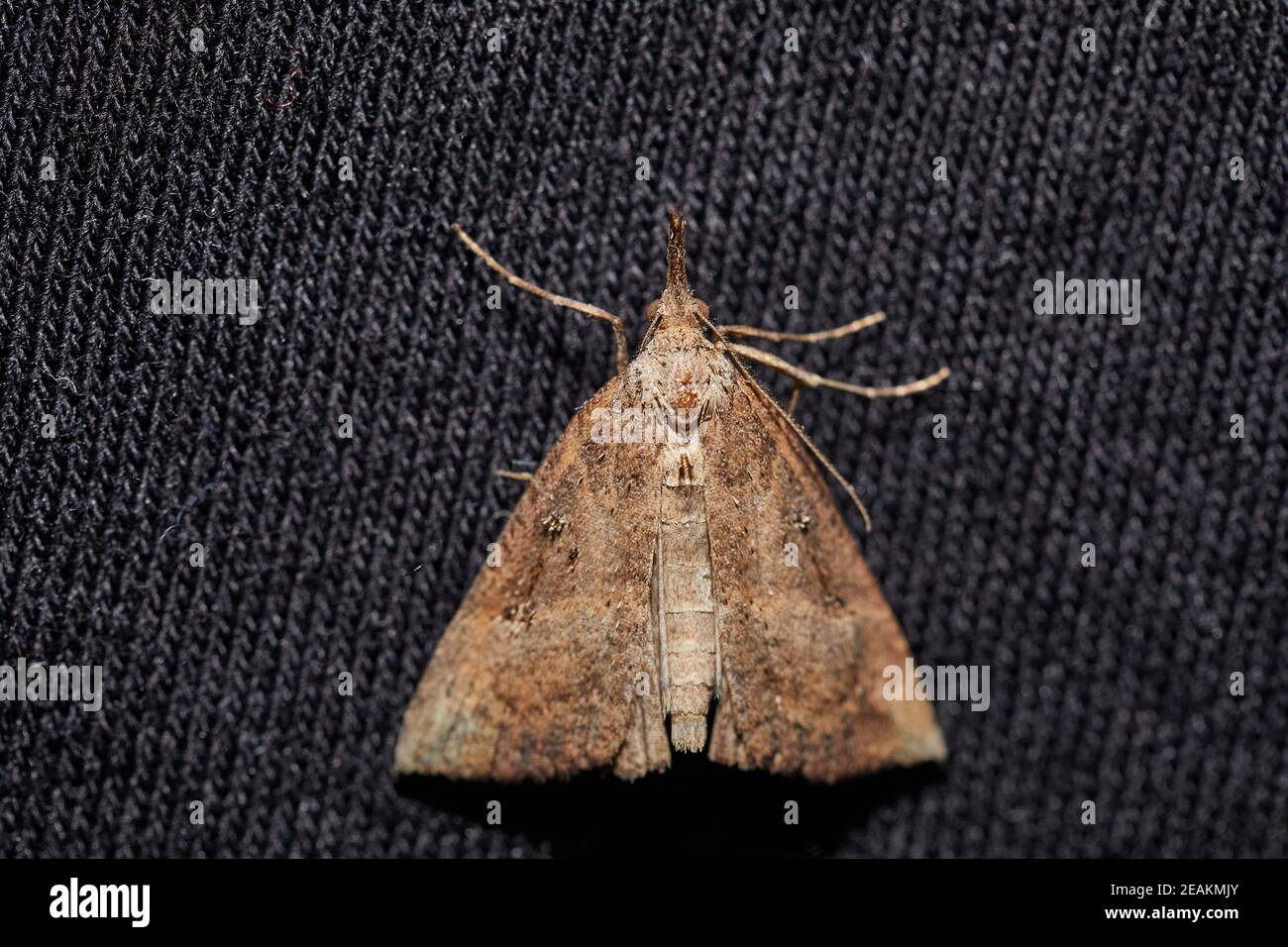 Simple moth hi-res stock photography and images - Alamy