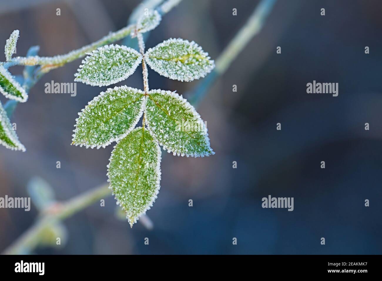 Frozen leaves with frost Stock Photo - Alamy