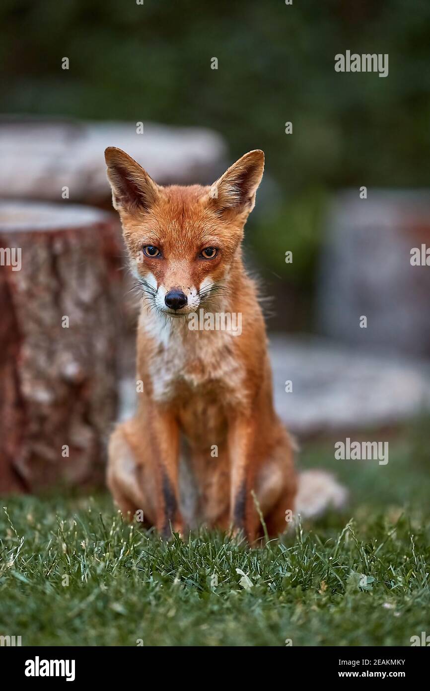 Fox night garden hi-res stock photography and images - Alamy