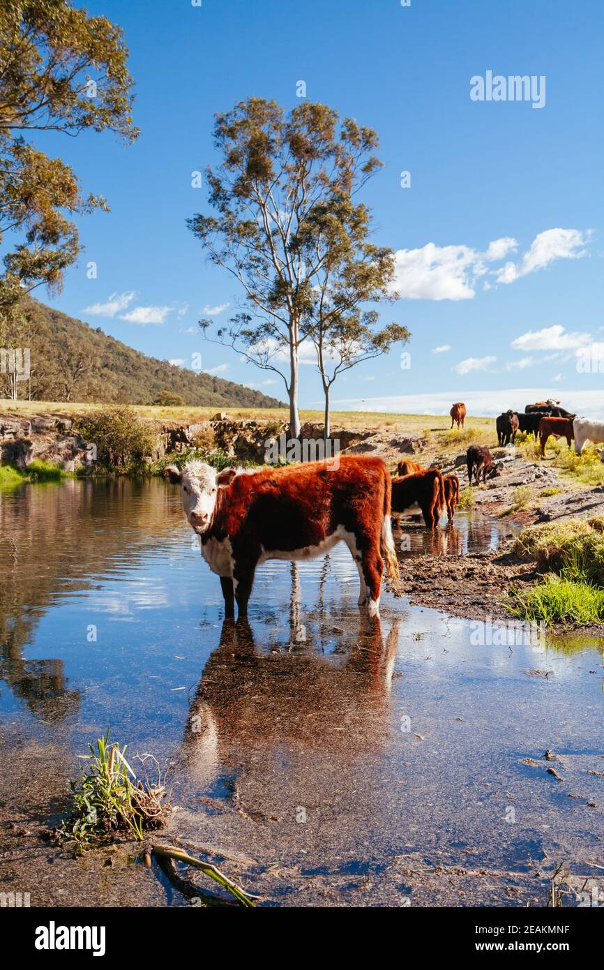 Grazing Cows in the Australian Outback Stock Photo - Alamy