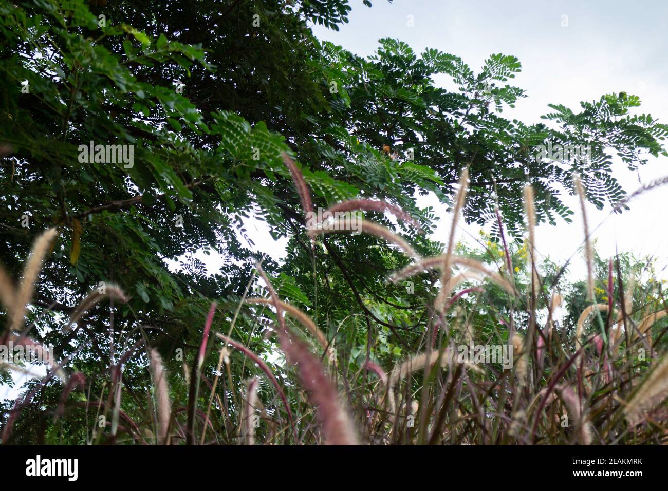 Reeds grass flower hi-res stock photography and images - Alamy