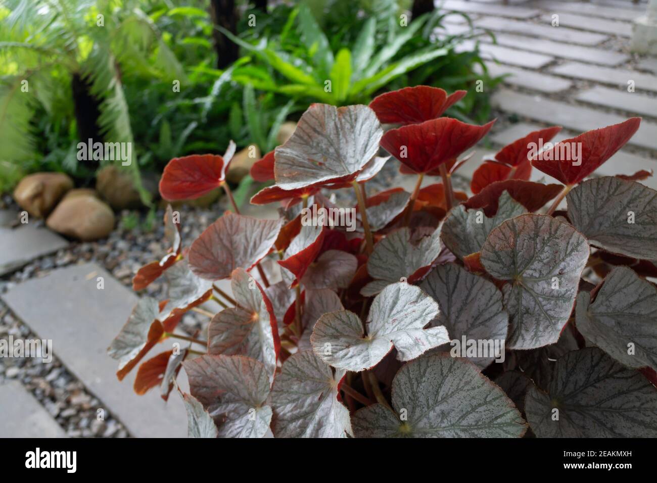 Variety plants on way home garden Stock Photo - Alamy