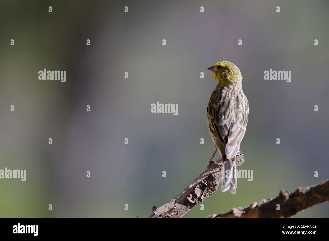 Canarius canaria hi-res stock photography and images - Alamy