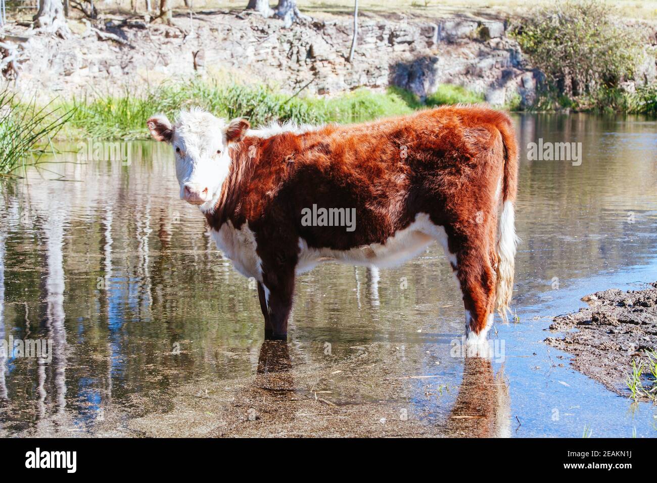 Australian tops hi-res stock photography and images - Alamy