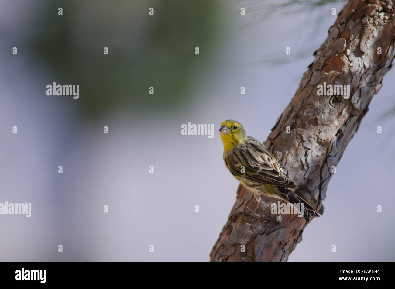 Canarius canaria hi-res stock photography and images - Alamy