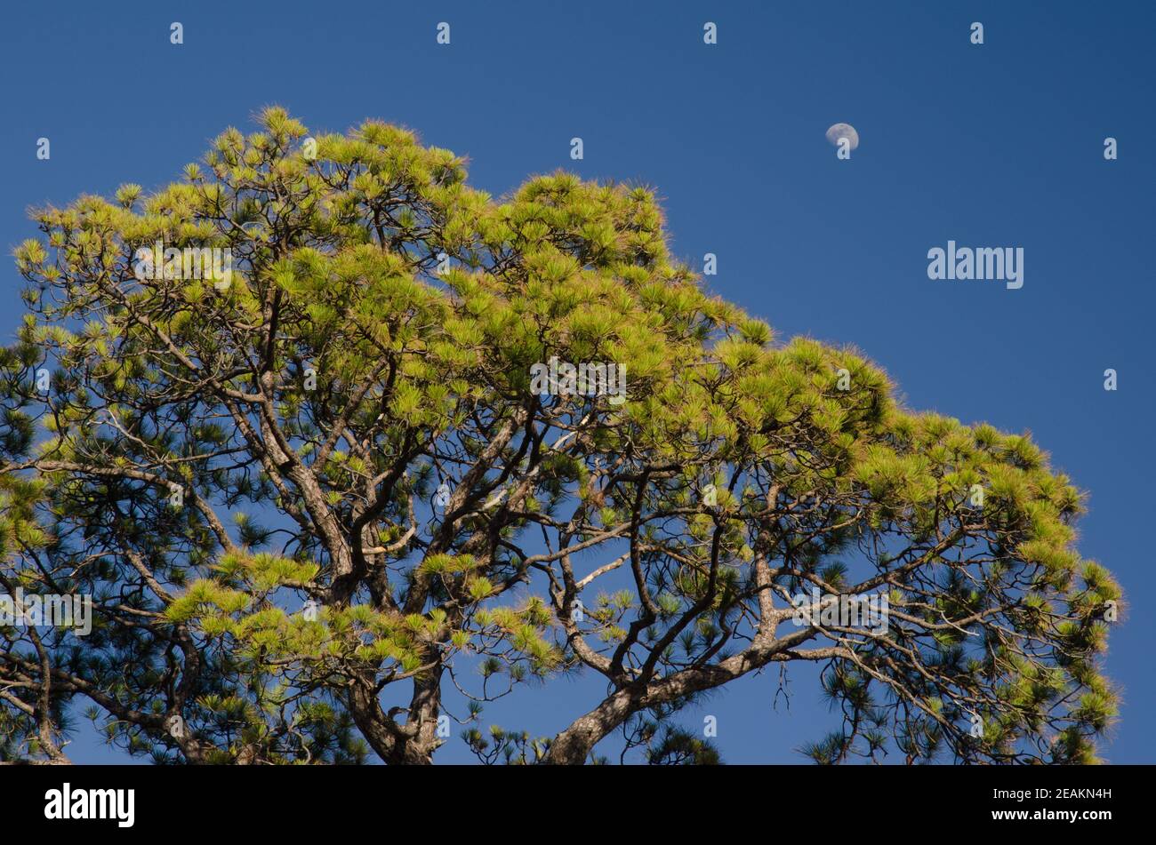 Moon pine tree forest sky hi-res stock photography and images - Alamy