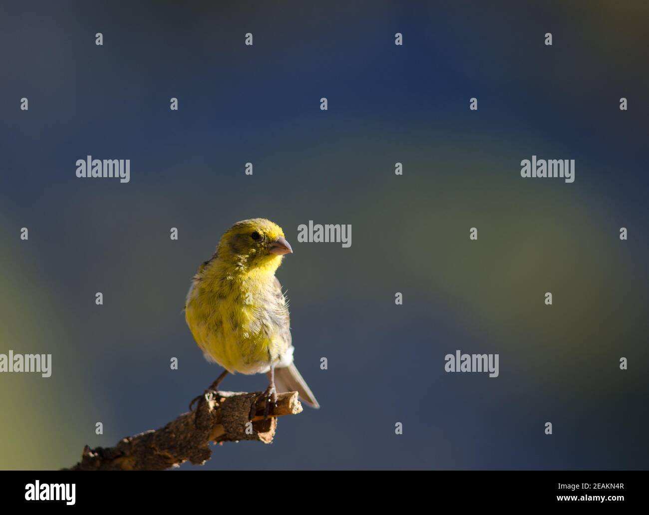 Atlantic canary Serinus canarius on a branch Stock Photo - Alamy