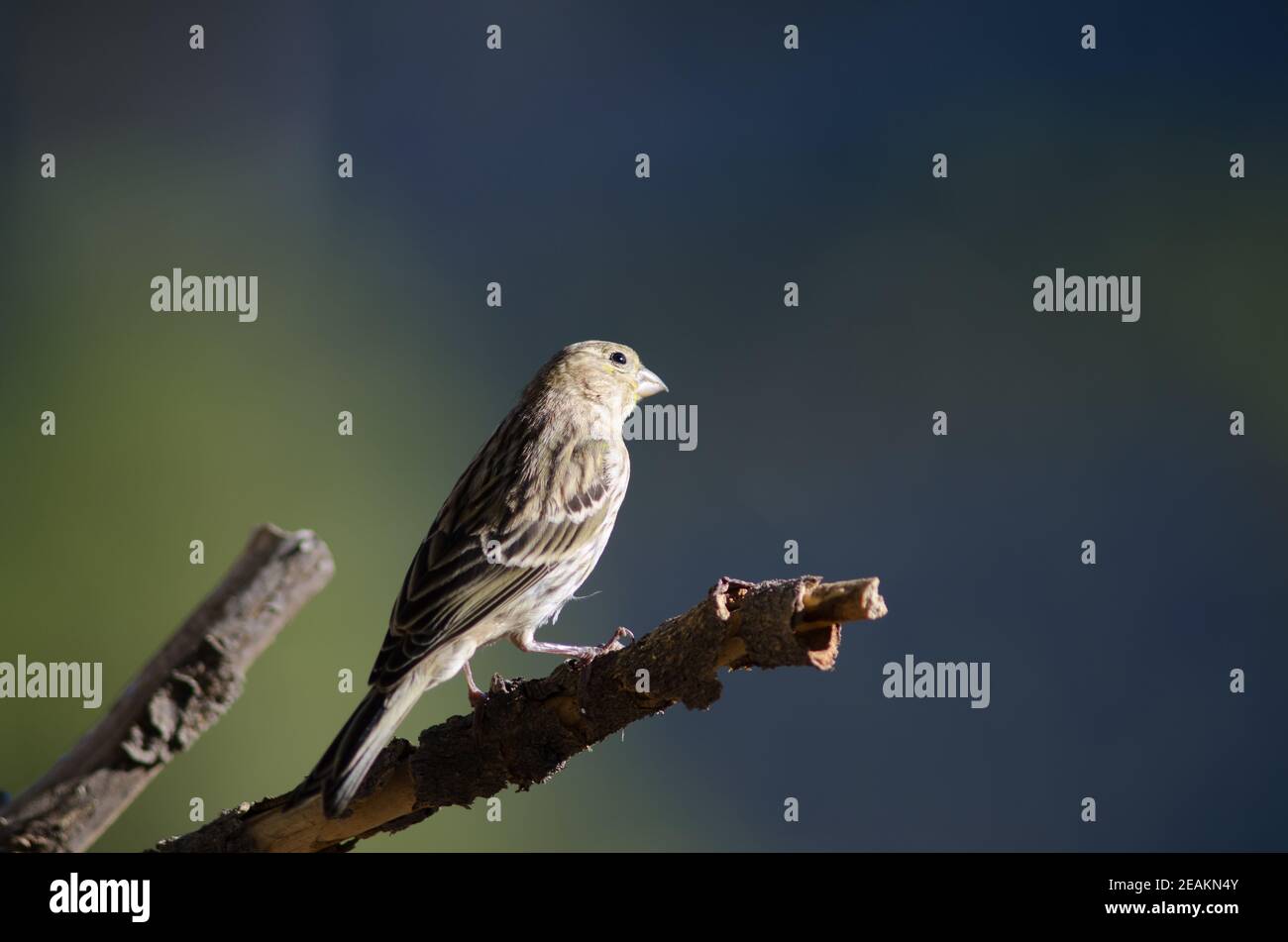 Atlantic canary Serinus canarius on a branch Stock Photo - Alamy