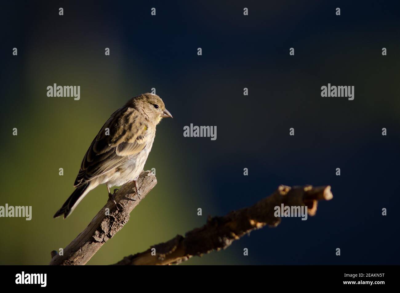 Atlantic canary Serinus canarius on a branch Stock Photo - Alamy