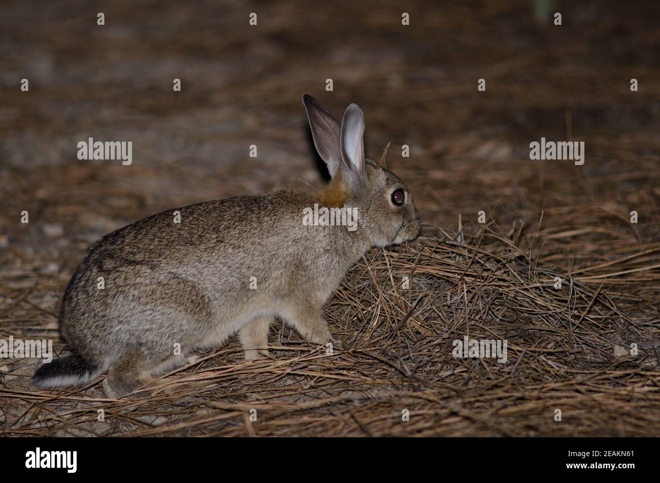 European rabbit Oryctolagus cuniculus in the Integral Natural Reserve ...