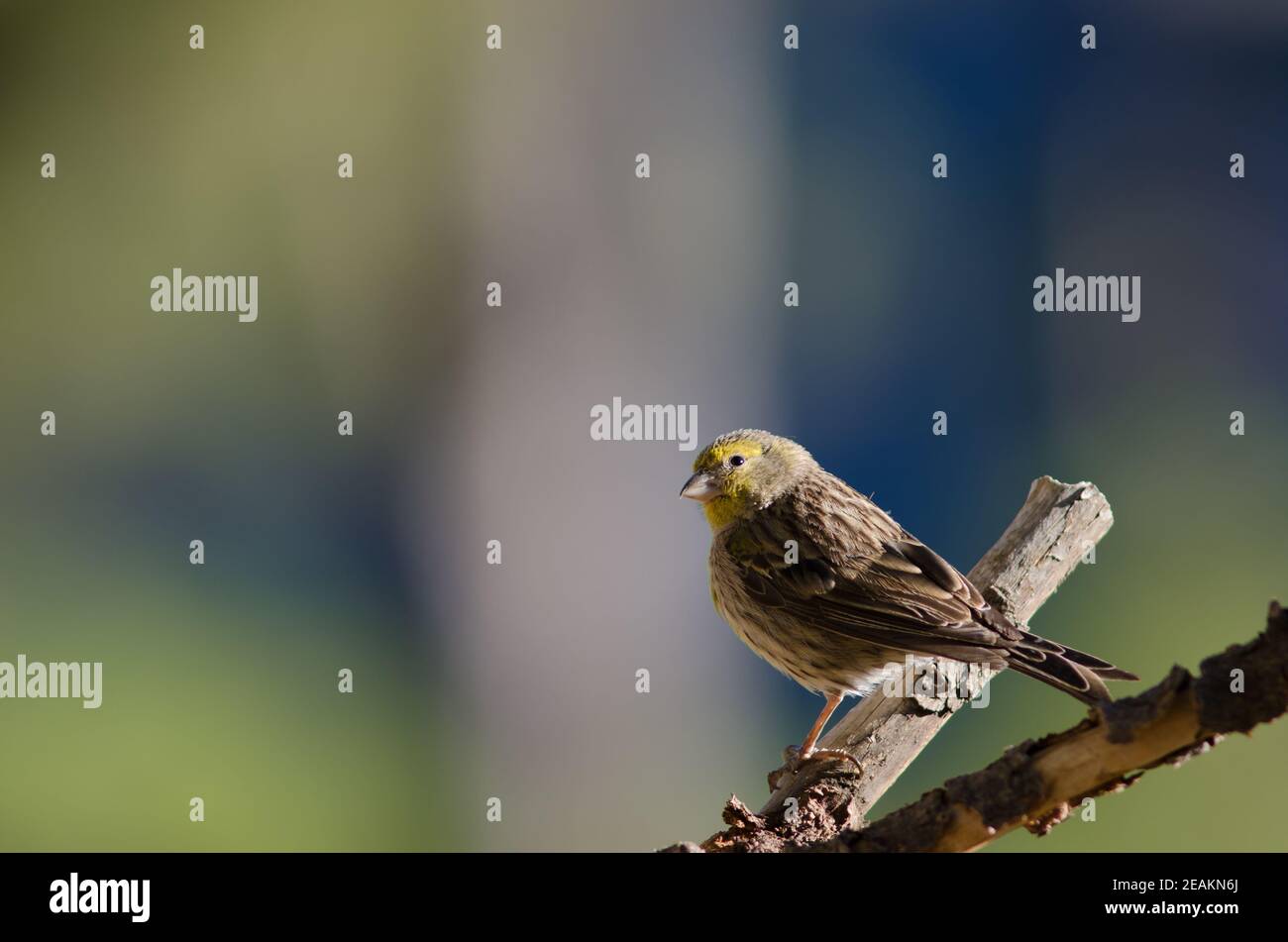Atlantic canary Serinus canarius on a branch Stock Photo - Alamy