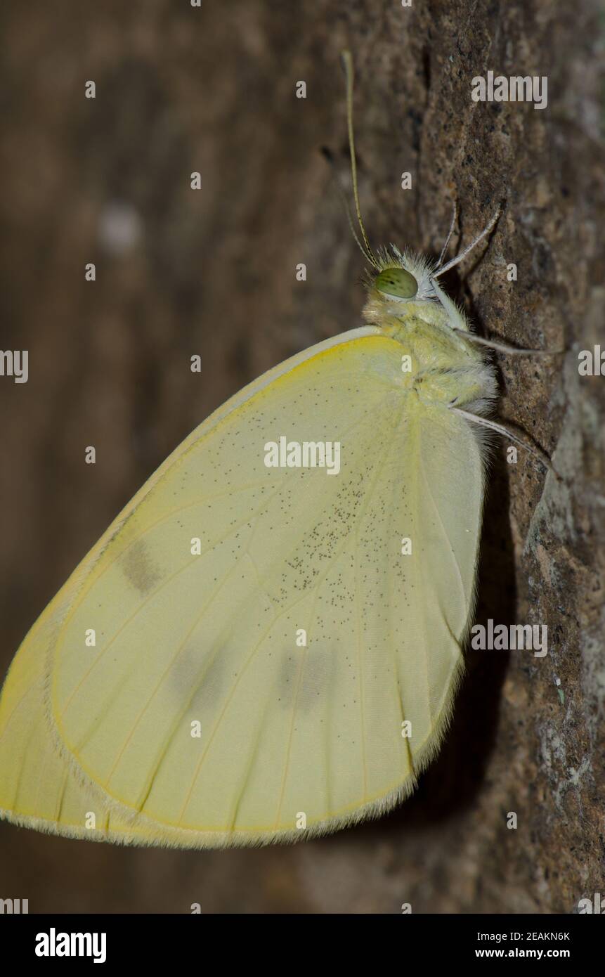 Female cabbage white butterfly hi-res stock photography and images - Alamy