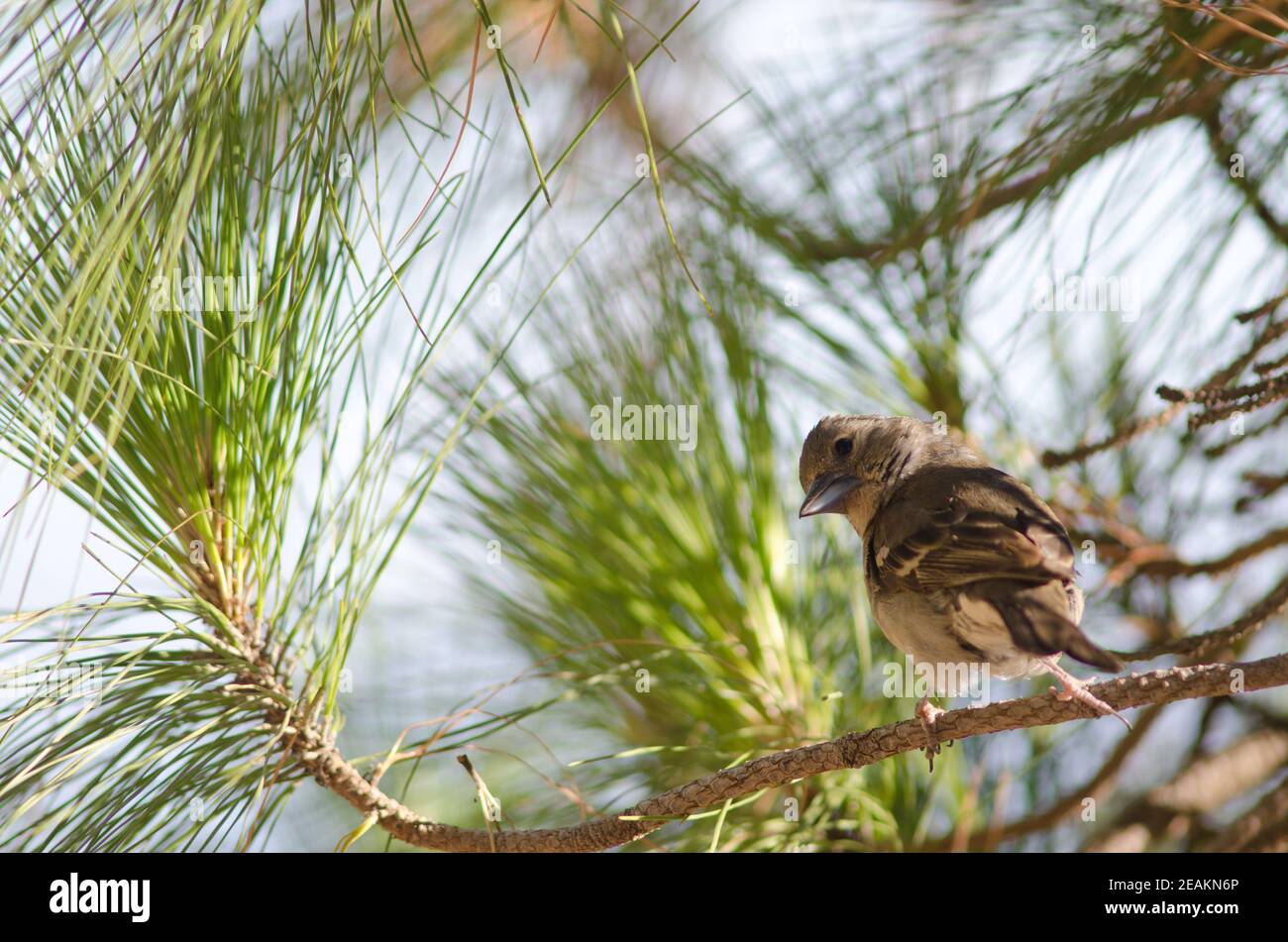Female Gran Canaria blue chaffinch Fringilla polatzeki Stock Photo - Alamy