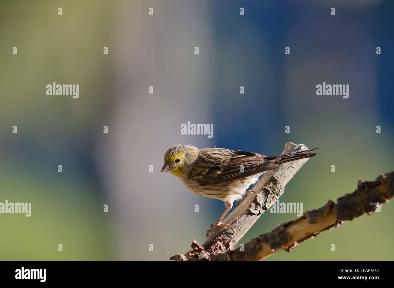 Atlantic canary Serinus canarius on a branch Stock Photo - Alamy