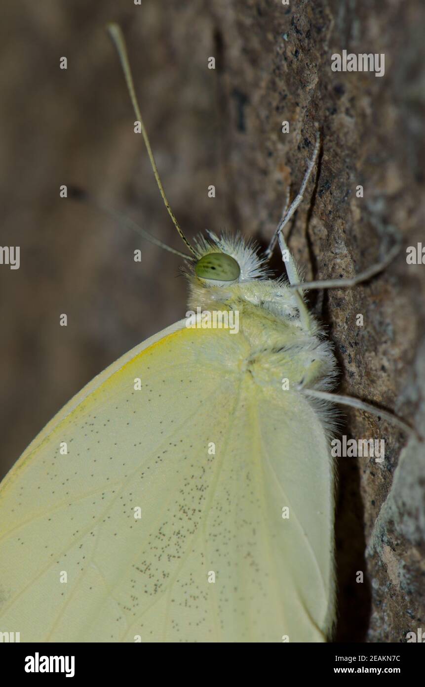 Female cabbage white butterfly hi-res stock photography and images - Alamy