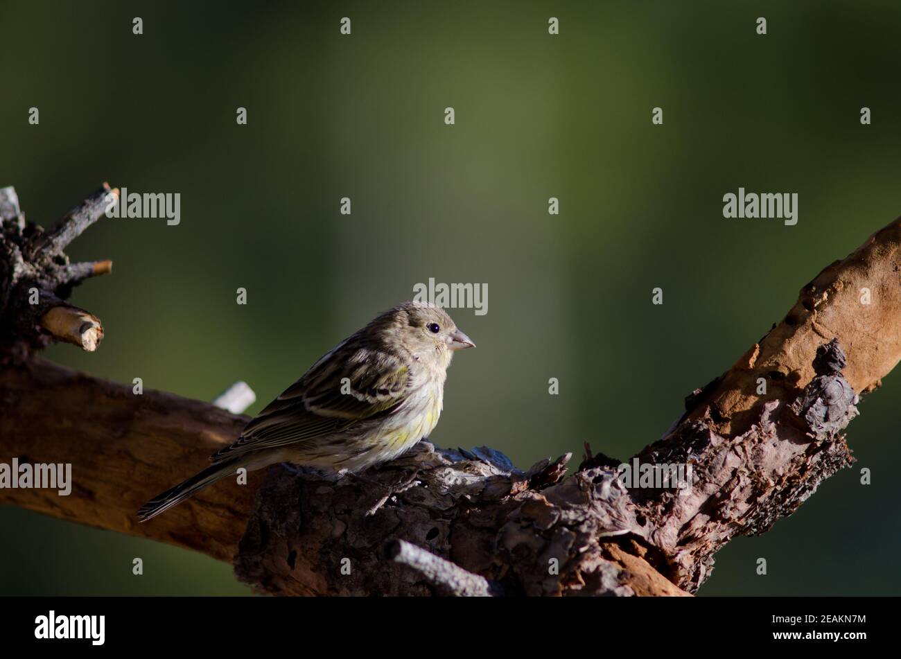 Atlantic canary Serinus canarius on a branch Stock Photo - Alamy