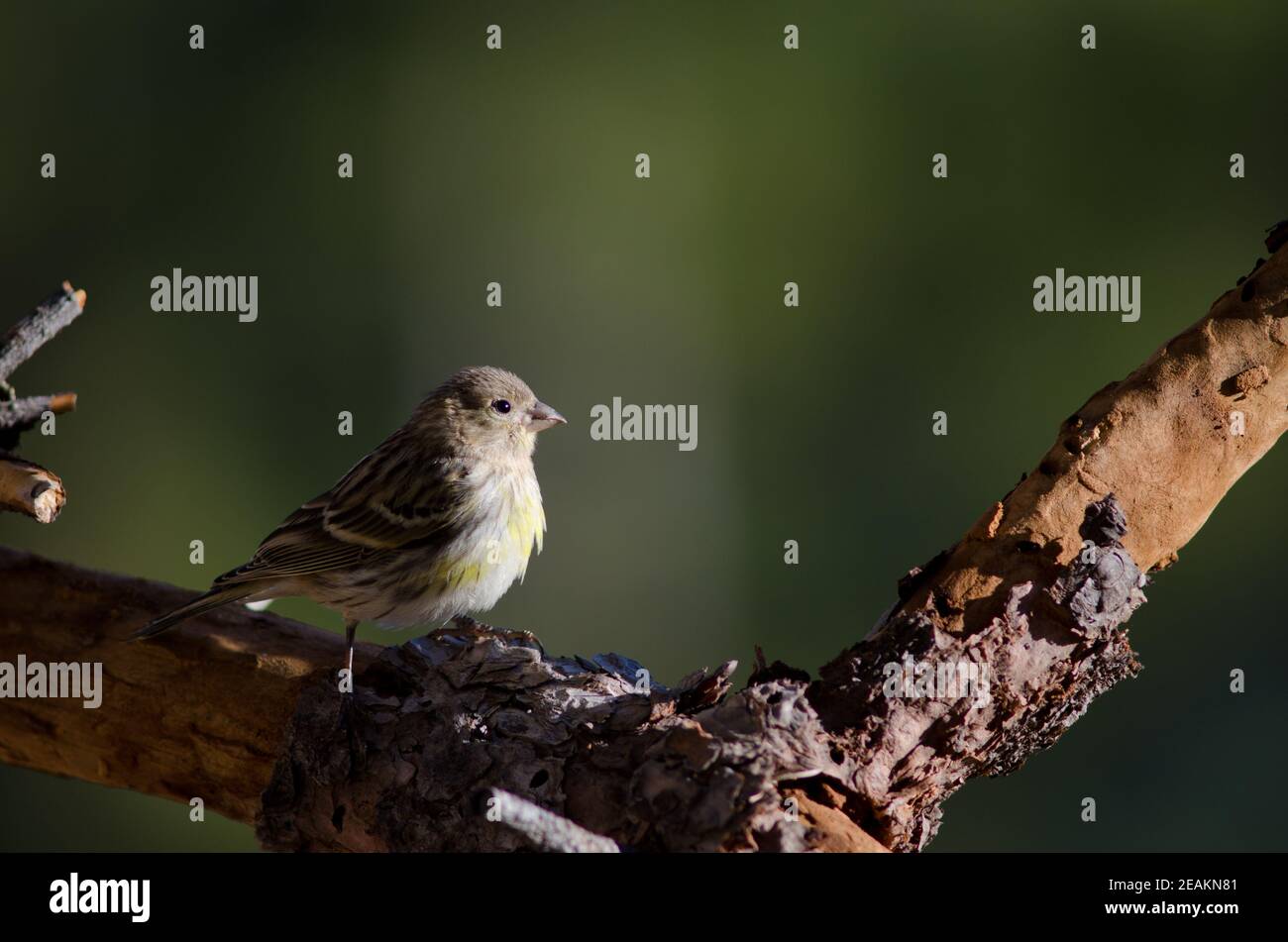 Atlantic canary Serinus canarius on a branch Stock Photo - Alamy