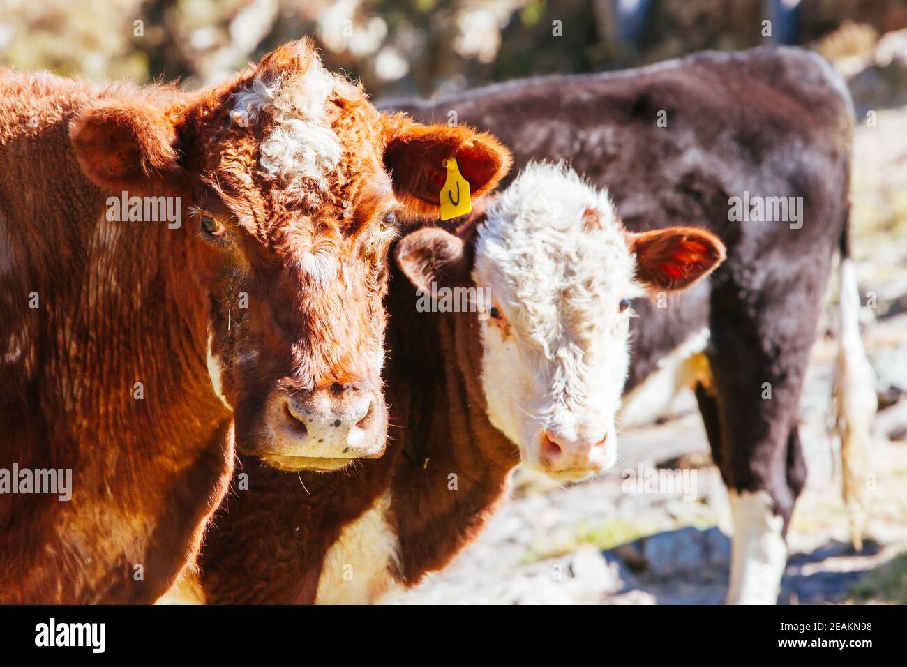 Australian cows outback hi-res stock photography and images - Alamy
