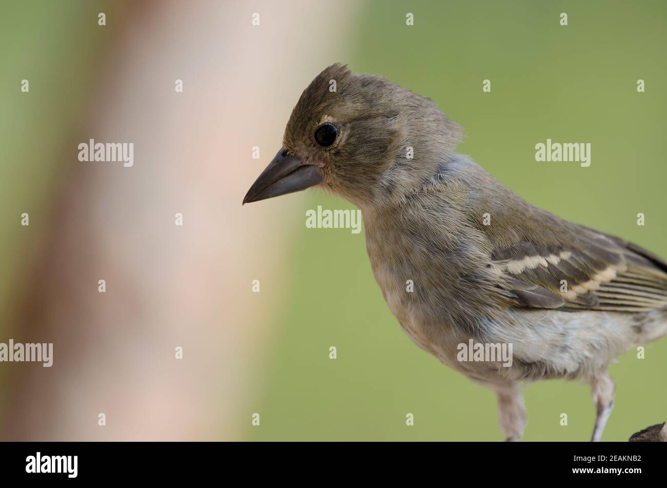 Young chaffinch hi-res stock photography and images - Alamy