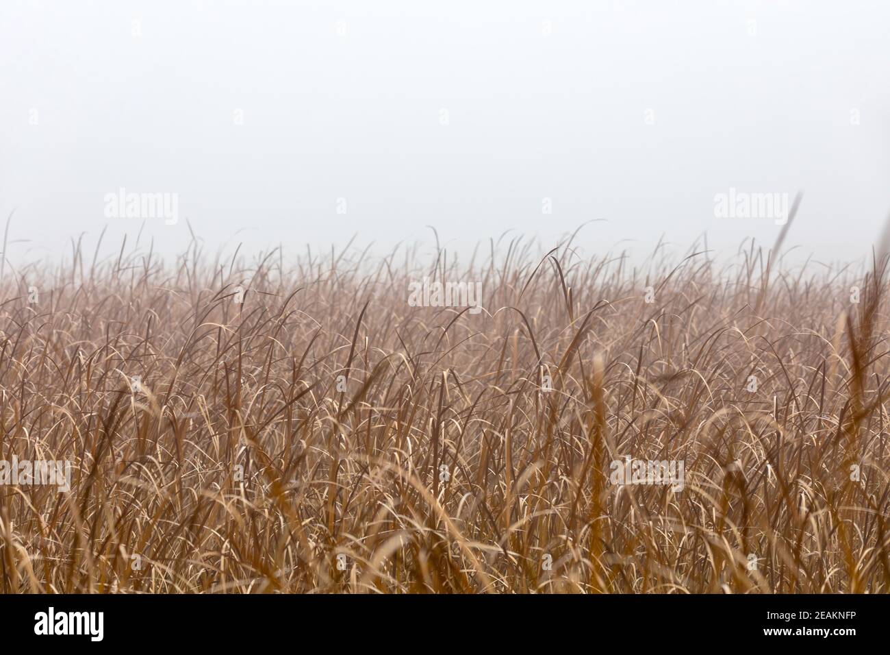 Blowing in detail hi-res stock photography and images - Alamy