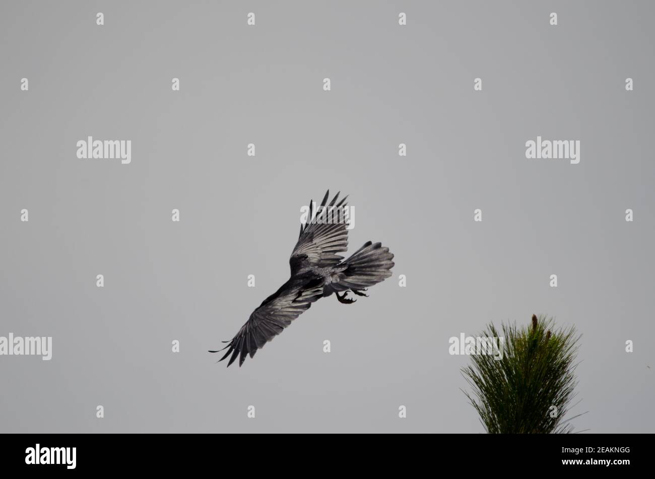 Canary Islands raven Corvus corax canariensis taking flight Stock Photo ...
