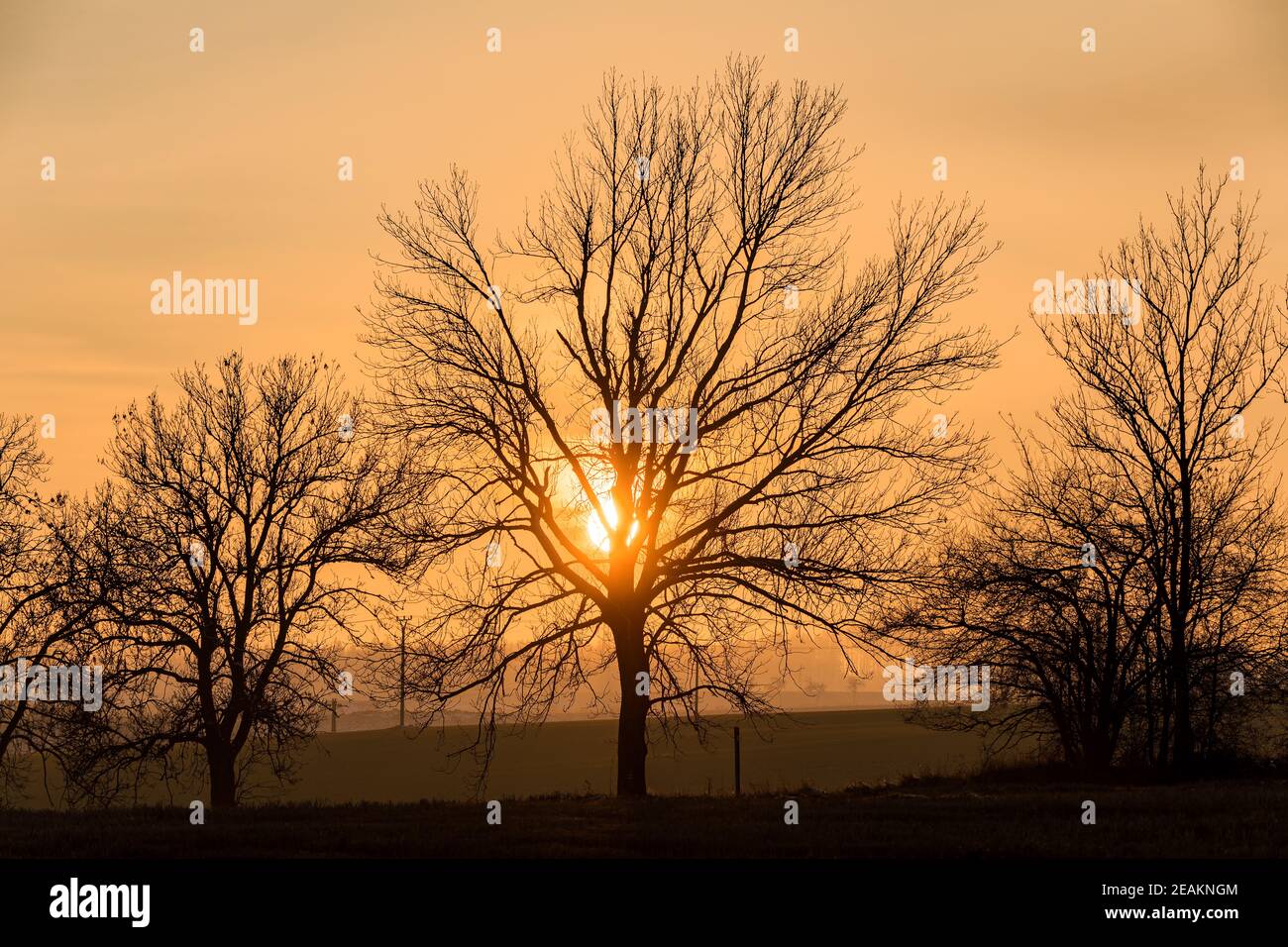 Fall sunset and tree hi-res stock photography and images - Alamy