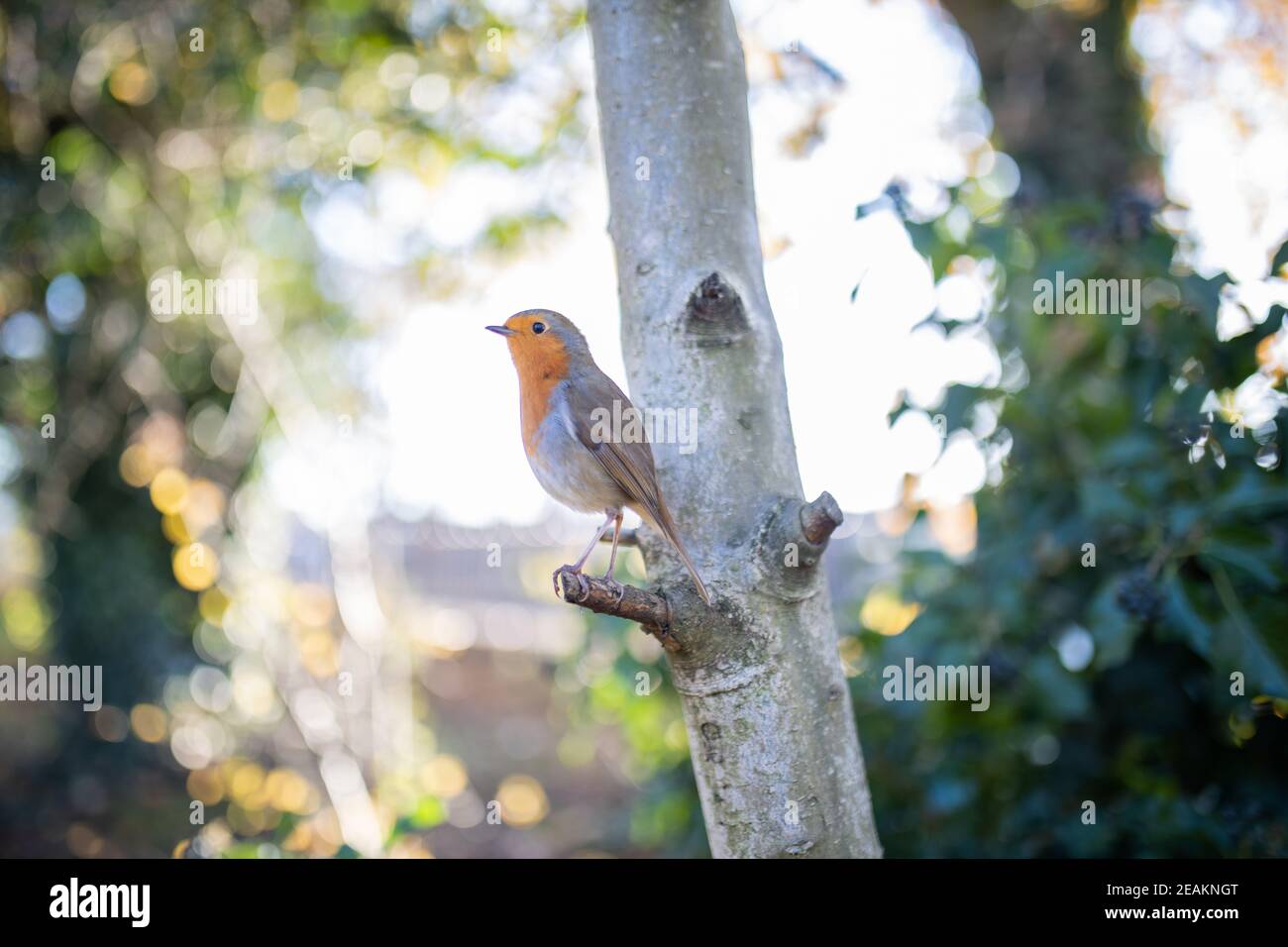 Majestic robin standing on the small branch of a tree Stock Photo - Alamy