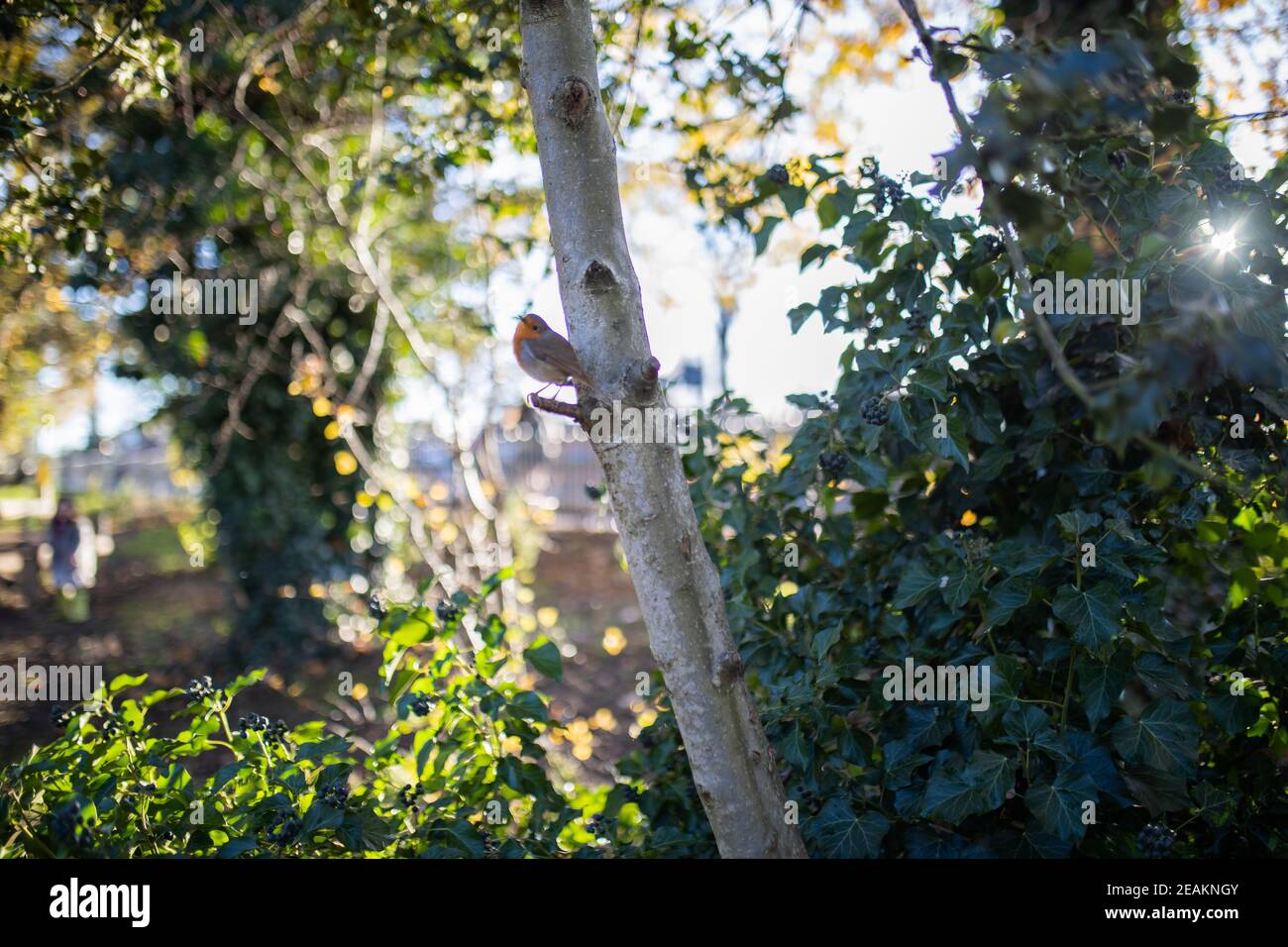 Majestic robin standing on the small branch of a tree Stock Photo - Alamy